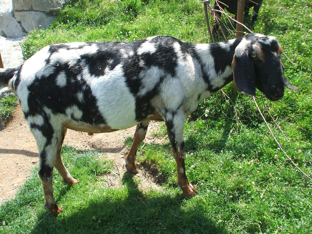 Sexy Goat By Nanioka On Deviantart