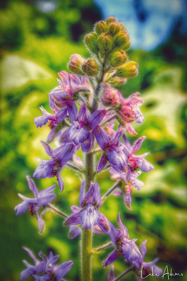 Salvia By Quirkyphotoz On Deviantart