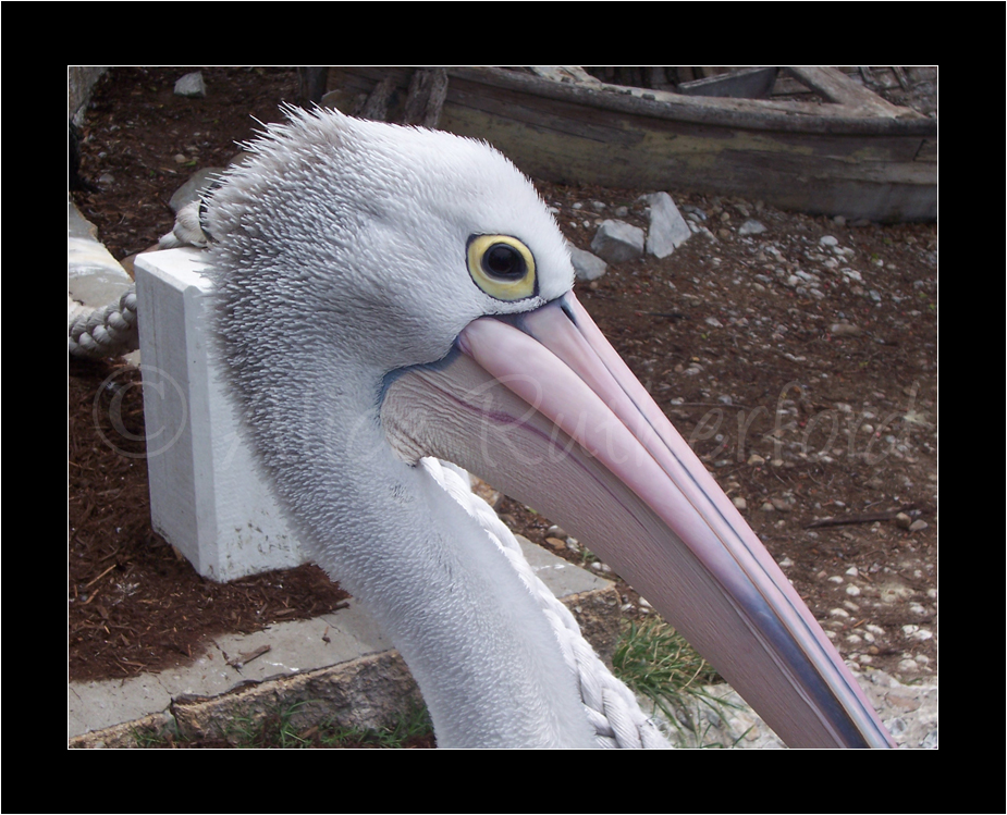 Pelican 02 by Alice-Louise on DeviantArt