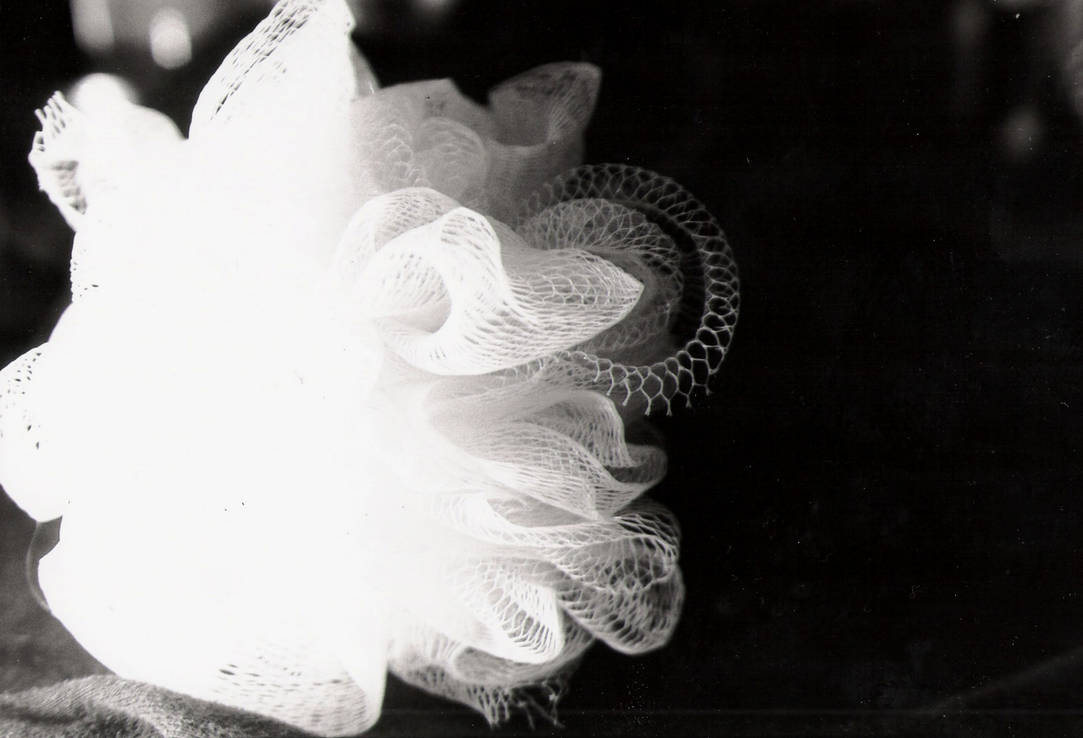 Loofa By Considershipwreck On Deviantart