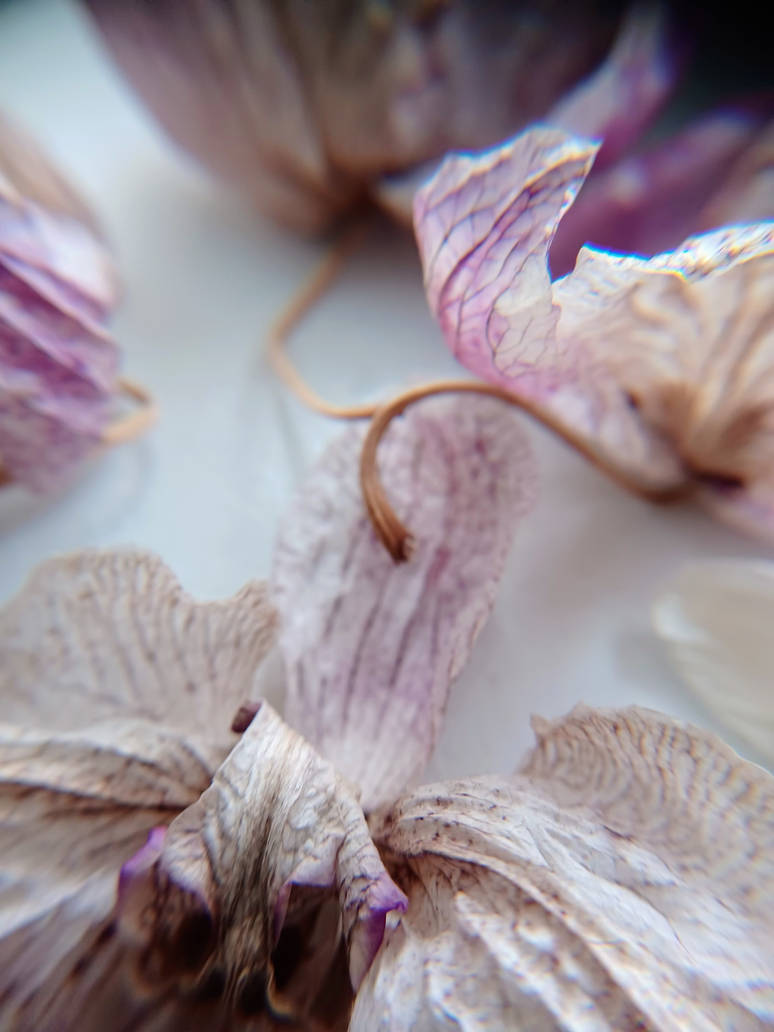 20230124 132450 Macro Dried Orchid Flowers By Tinyhydrogen On Deviantart