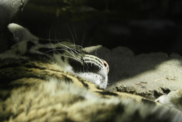 Clouded Leopard Sleeping by Matt-D-C on DeviantArt
