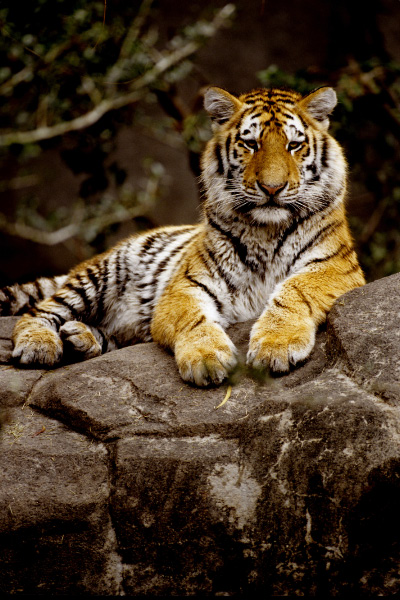 Tiger 31 by Art-Photo on DeviantArt