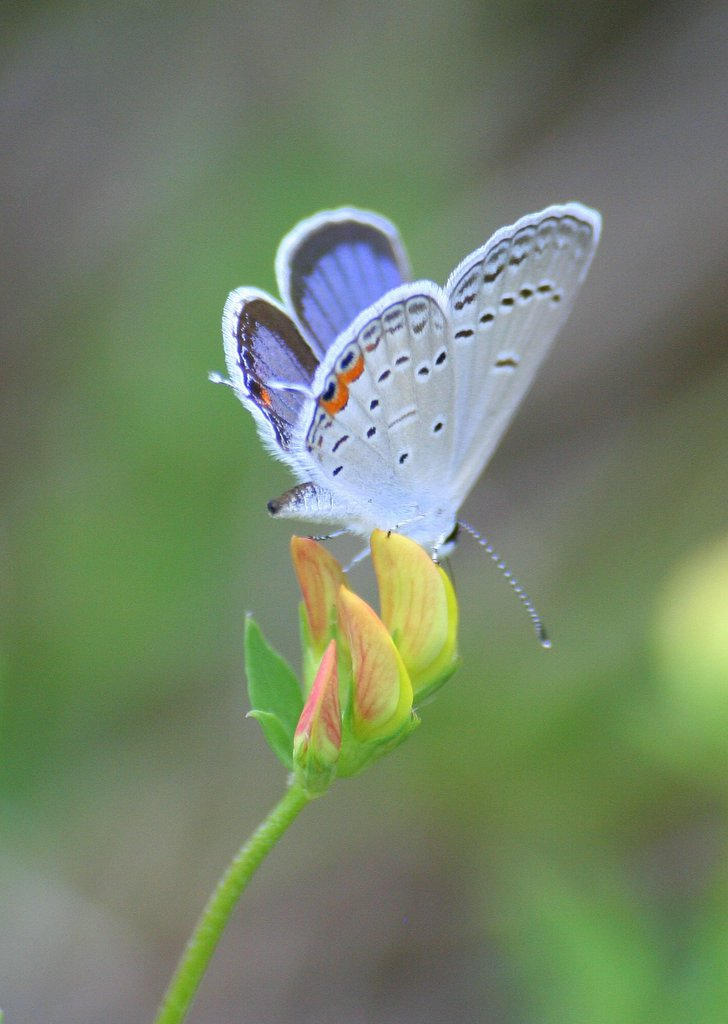 Karner Blue butterfly by carloruggiero on DeviantArt