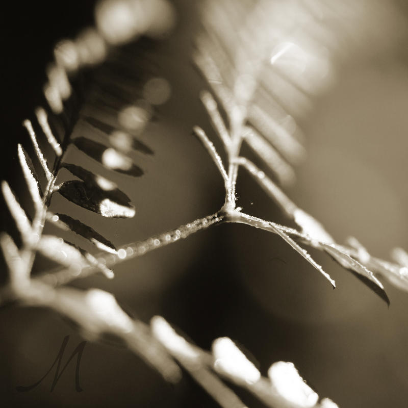 Divided By InLightImagery On DeviantArt divided-by-inlightimagery-on-deviantart