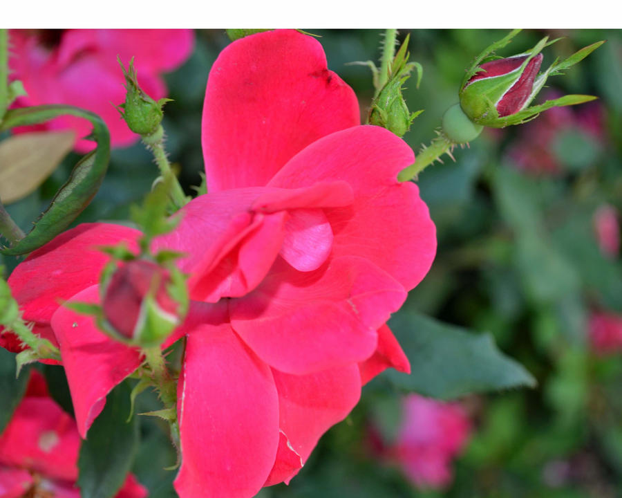 Pritty Pink Flower By Cbarkasi On Deviantart