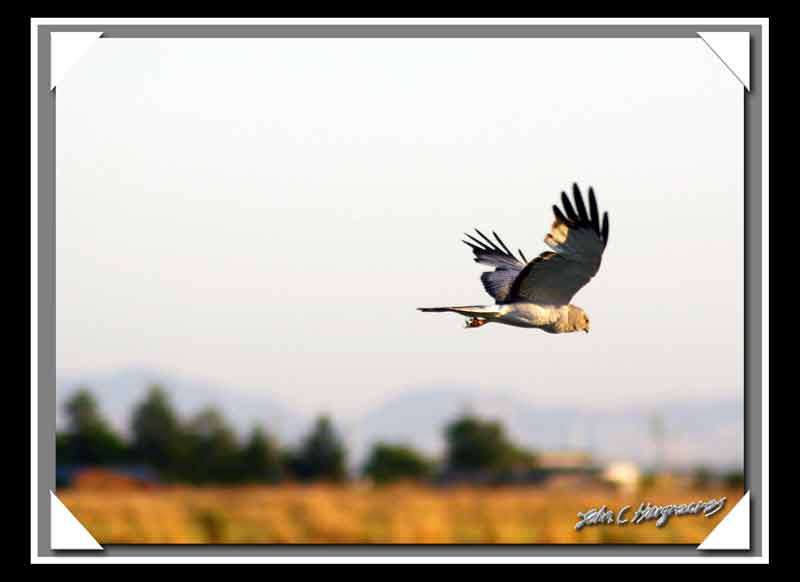 delta raptor by captnemo42 on DeviantArt