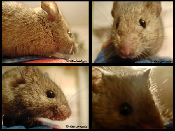 Nice mouse. by MorrScrolls on DeviantArt