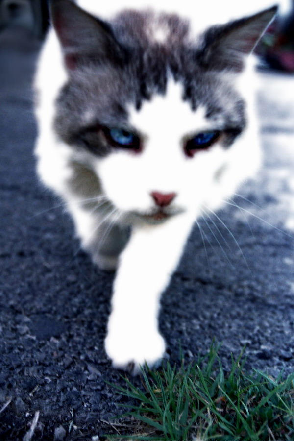 The Dvil Cat by ilya22 on DeviantArt
