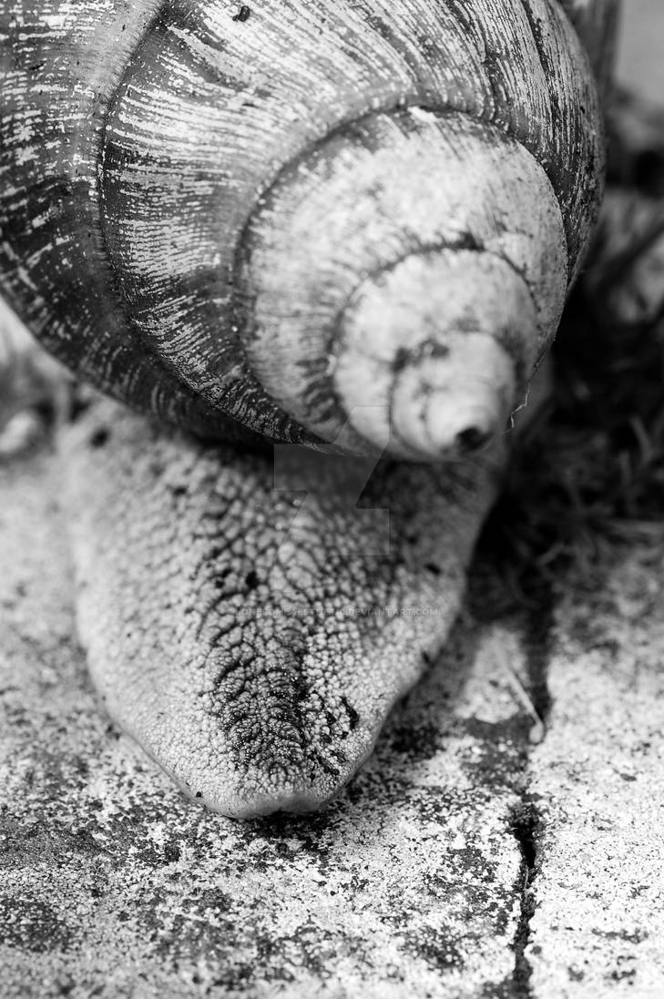 Snail Trail By Lonesomeaesthetic On Deviantart