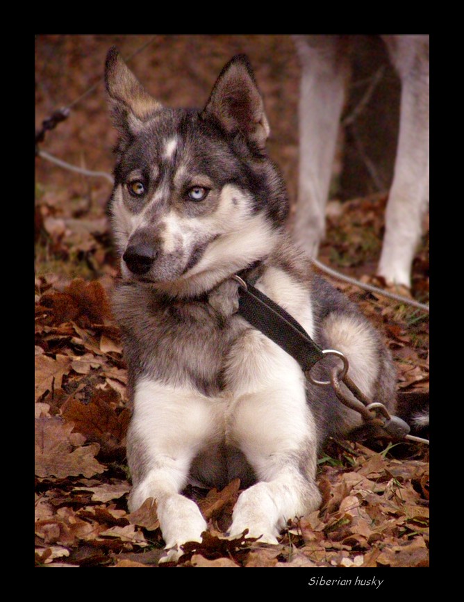 Siberian husky 23 by Pawkeye on DeviantArt