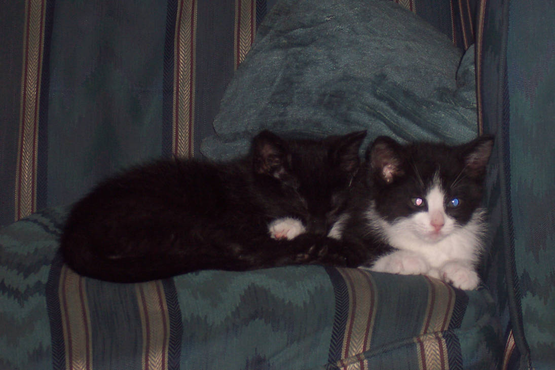 More cat picts by Goddess-Tiamat on DeviantArt