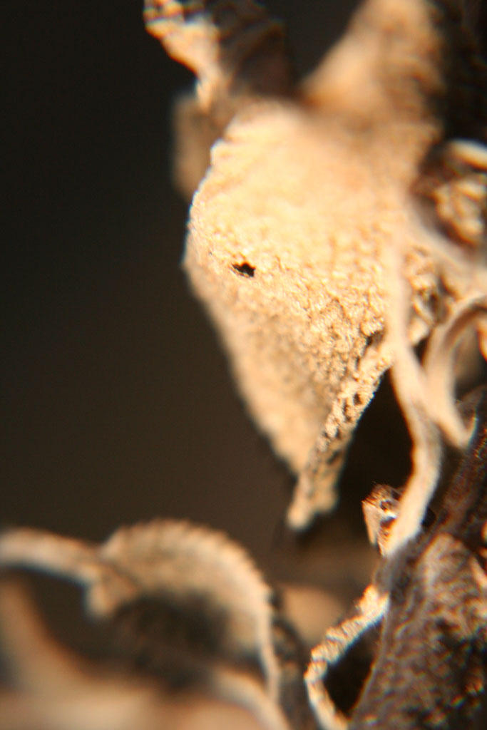 Discarded Skin II by EtherealEngine on DeviantArt