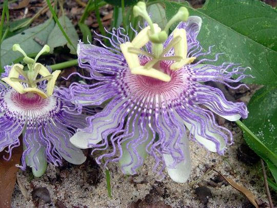 Maypop Flowers by Bayn77 on DeviantArt