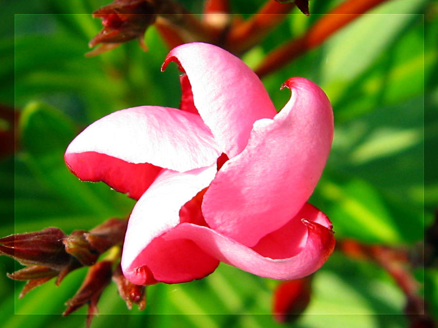 Twirl flower by Tuinhek on DeviantArt