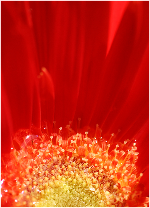 Sentosa Flower 2006 oo03 by D4D1 on DeviantArt