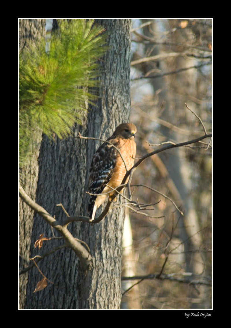 Hawk by photodragon on DeviantArt