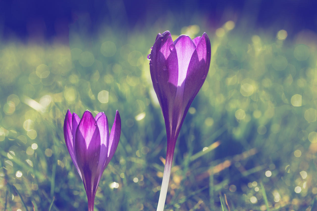 Brace yourself, spring is coming by KB-Fotografie on DeviantArt Brace yourself, spring is coming by KB-Fotografie on DeviantArt