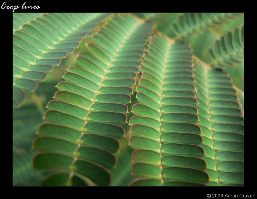 Crop lines by eagle79 on DeviantArt