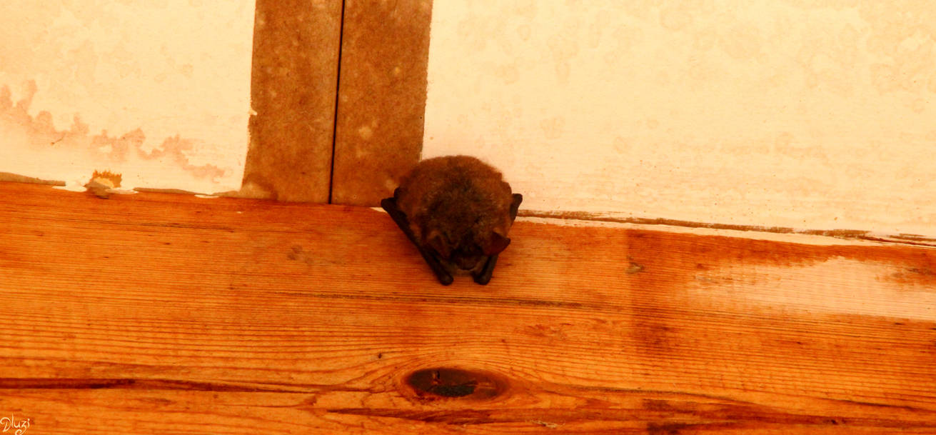 Sleeping Bat By David Luzi On Deviantart