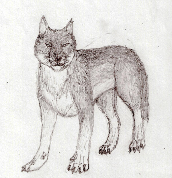 realistic wolf sktech by Rhahsid on DeviantArt