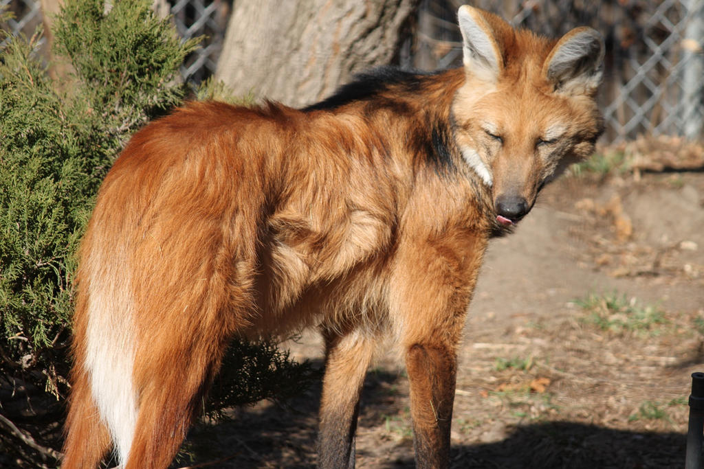 Maned Wolf Adult By Sibertyger On Deviantart