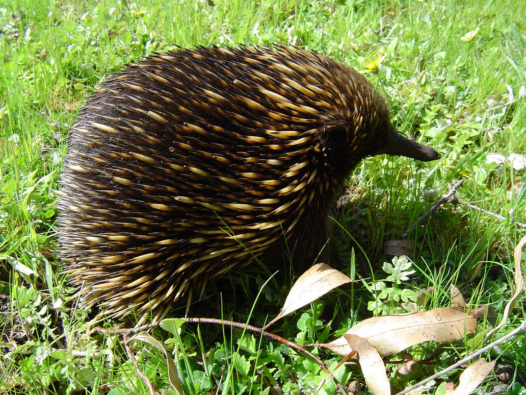 Spiky Echidna By Inty On Deviantart