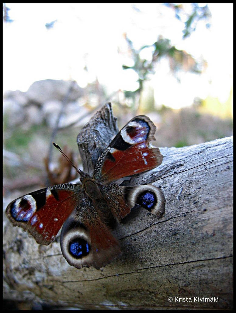 Poor butterfly by uniankkis on DeviantArt