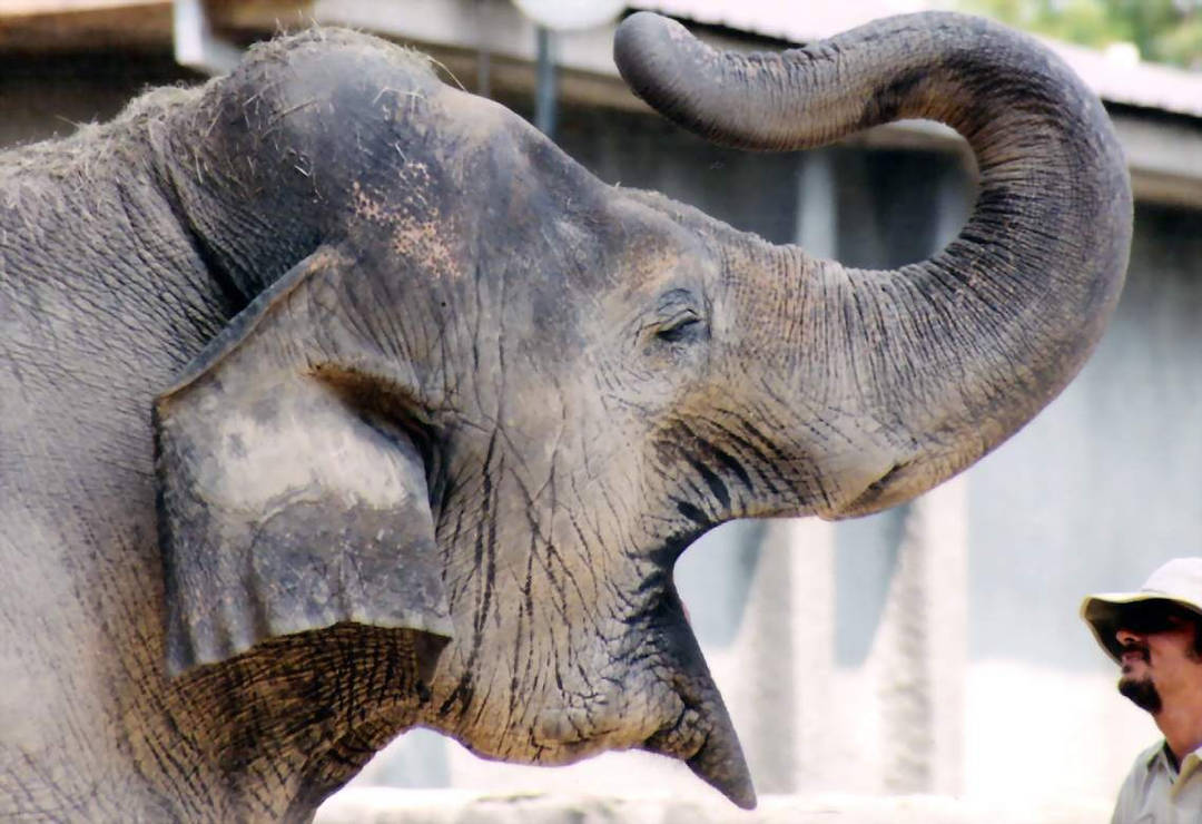 Elephant Roar by eFm0912 on DeviantArt