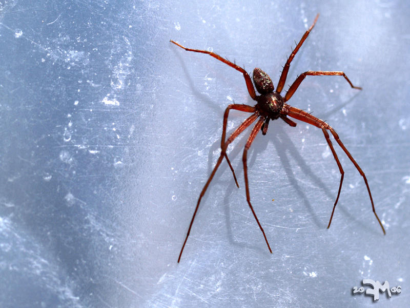 Spider on Ice by glatisaunt on DeviantArt