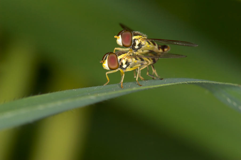 Flies Having Sex By Orthogon88 On Deviantart