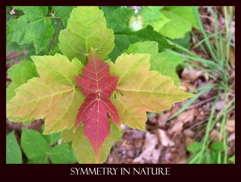 Symmetry in Nature by seastars on DeviantArt