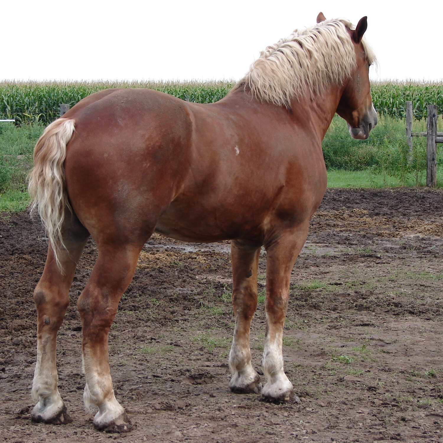 Equine Belgian Horse 07 by FantasyStock on DeviantArt