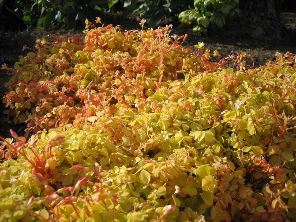Yellow Scatter by redenvelope on DeviantArt