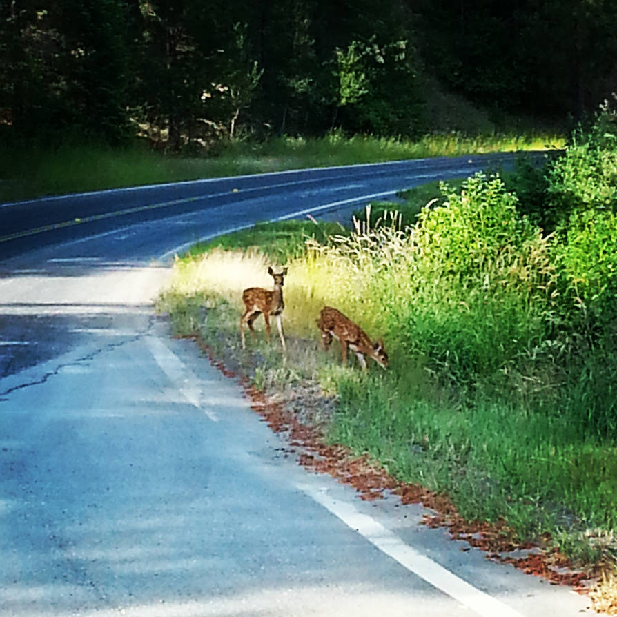 Bambi Twins By Ladyjaney01 On Deviantart