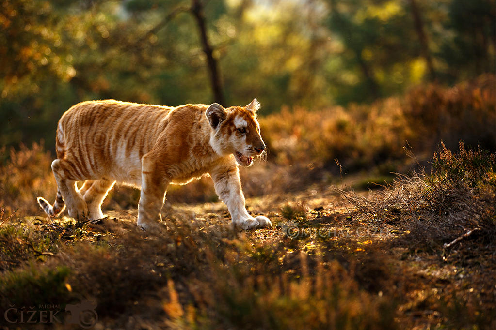 Golden Brown By Lion Redmich On DeviantArt golden-brown-by-lion-redmich-on-deviantart