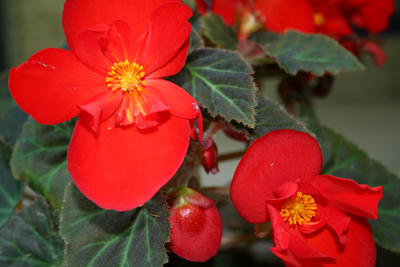 Begonia by HeatherYarnell on DeviantArt
