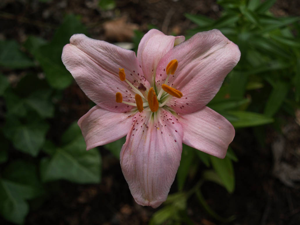 Pretty Lily by AngelFyre32 on DeviantArt