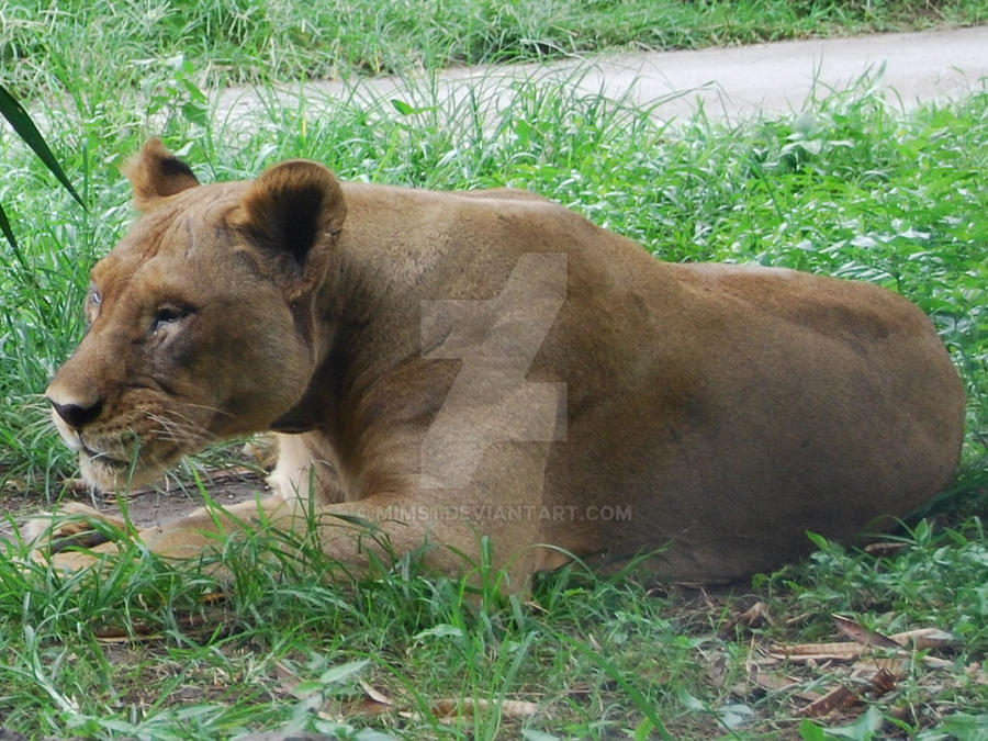 relaxing lioness by Mims1 on DeviantArt relaxing lioness by Mims1 on DeviantArt