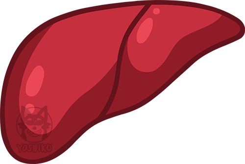 Liver Drawing By Yoshiko Animation On Deviantart
