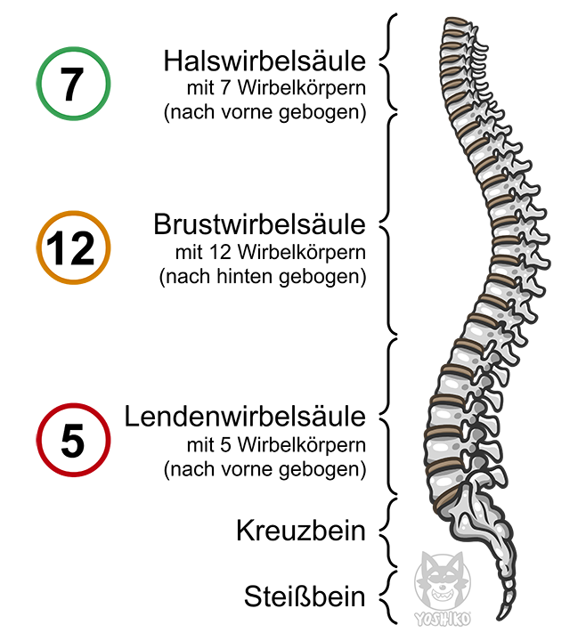 Cartoon Spinal Column Drawing By Yoshiko Animation On Deviantart