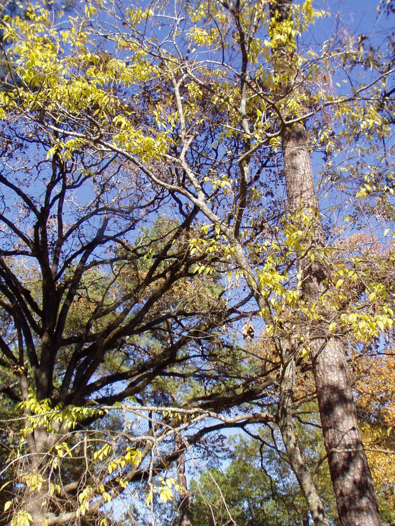 Branching Out by blither89 on DeviantArt