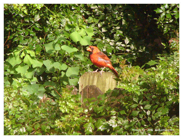 Big Cardinal by darkartsmaster on DeviantArt