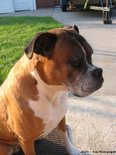 Buster The Dog 3 by emilllllyann on DeviantArt