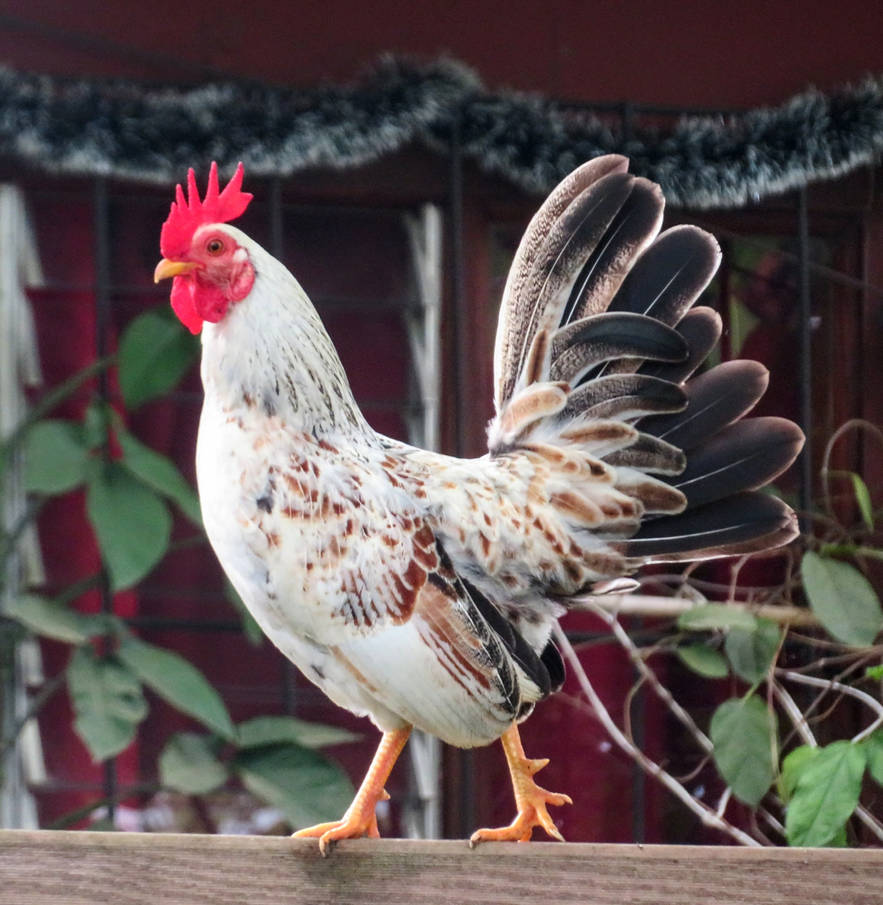 Serama Rooster By Lauren14998 On Deviantart