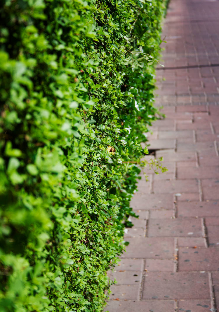 Hedge By Arlekino Clown On Deviantart