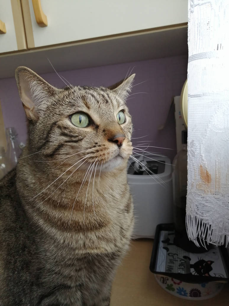 Intrigued cat. XD by ThomasHumbertRaven on DeviantArt Intrigued cat. XD by ThomasHumbertRaven on DeviantArt