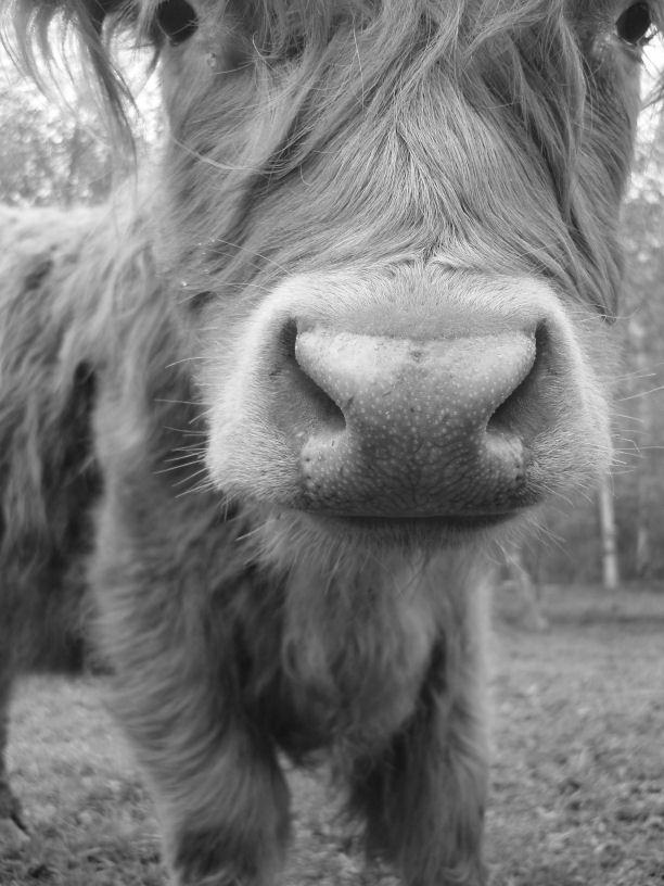 Mocha the Cow by giRl-apaRt on DeviantArt