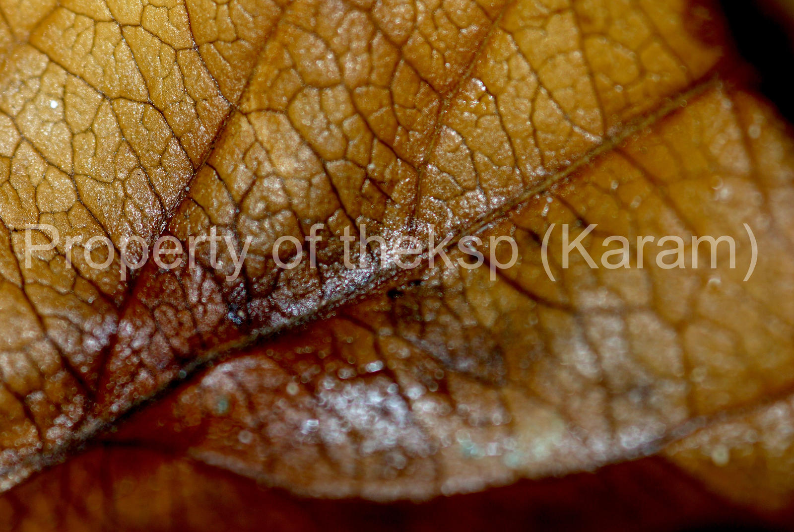 Dead Wet Leaf by theksp on DeviantArt