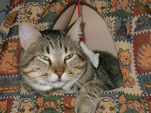 Almost Asleep by kittyteaser on DeviantArt